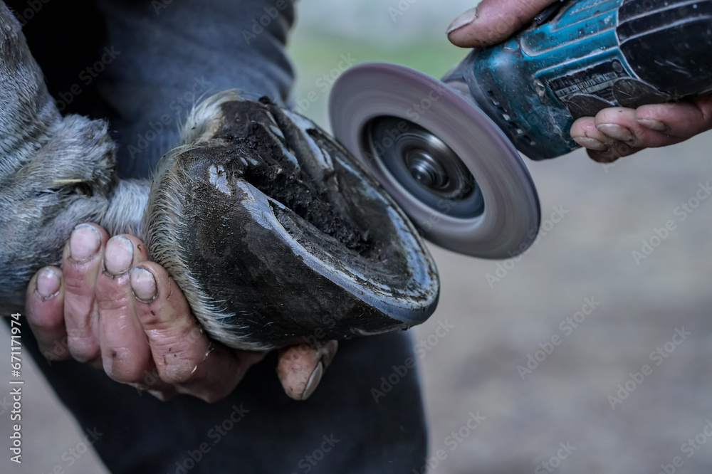 Farrier cleaning and brushing horse hoof with rotary grinder tool ...