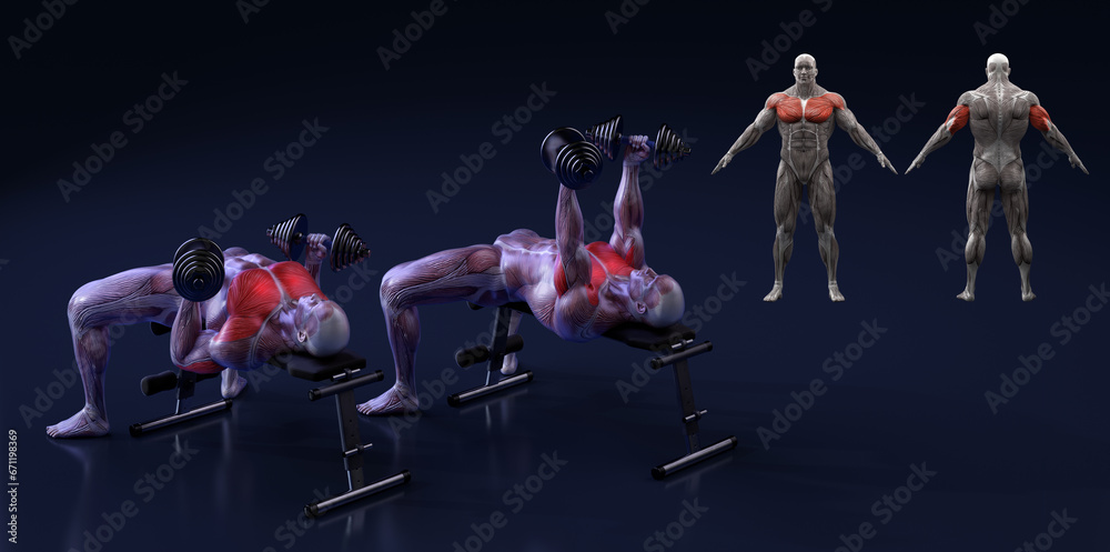 Strong athletes in the gym perform bench presses with dumbbels to train ...