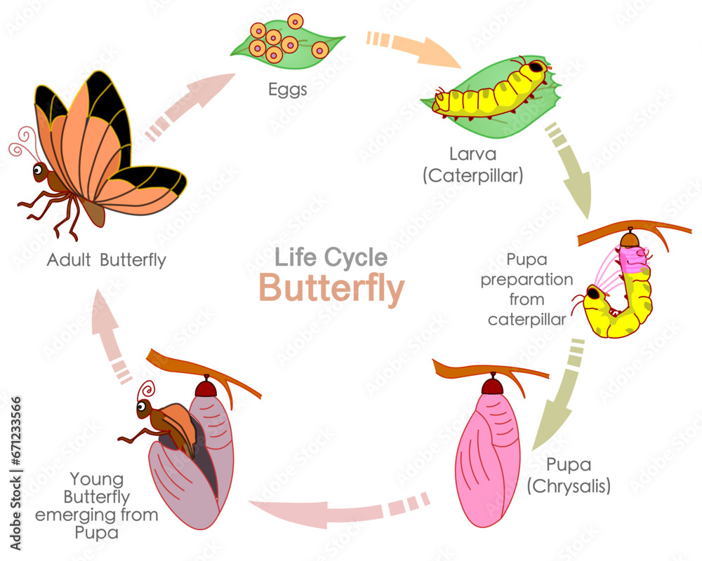 Butterfly life cycle. Reproductive metamorphosis. Insects, butter fly ...