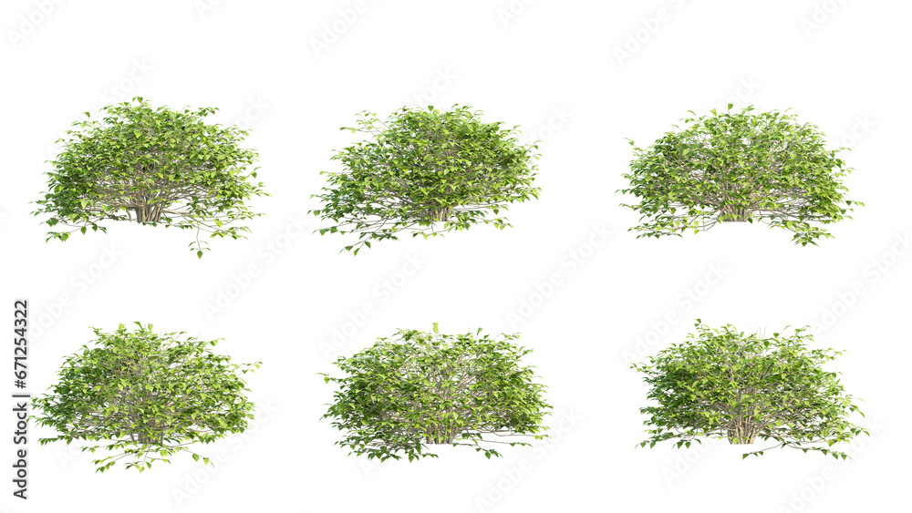 set of shrubs, 3D rendering with transparent background, for ...