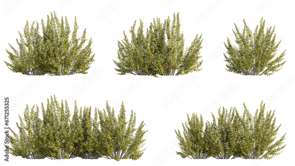 set of shrubs, 3D rendering with transparent background, for ...