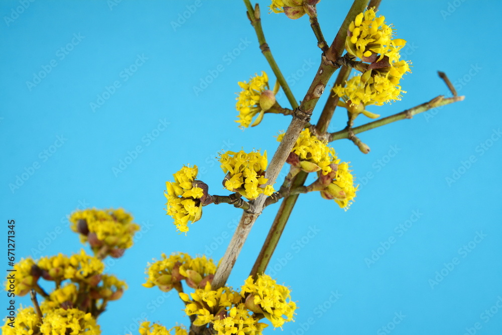 Branches With Flowers Of European Cornel Cornus Mas In Early Spring