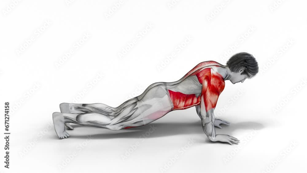 Elbow Up and Down Plank-3D (011)- Anatomy of fitness and bodybuilding ...