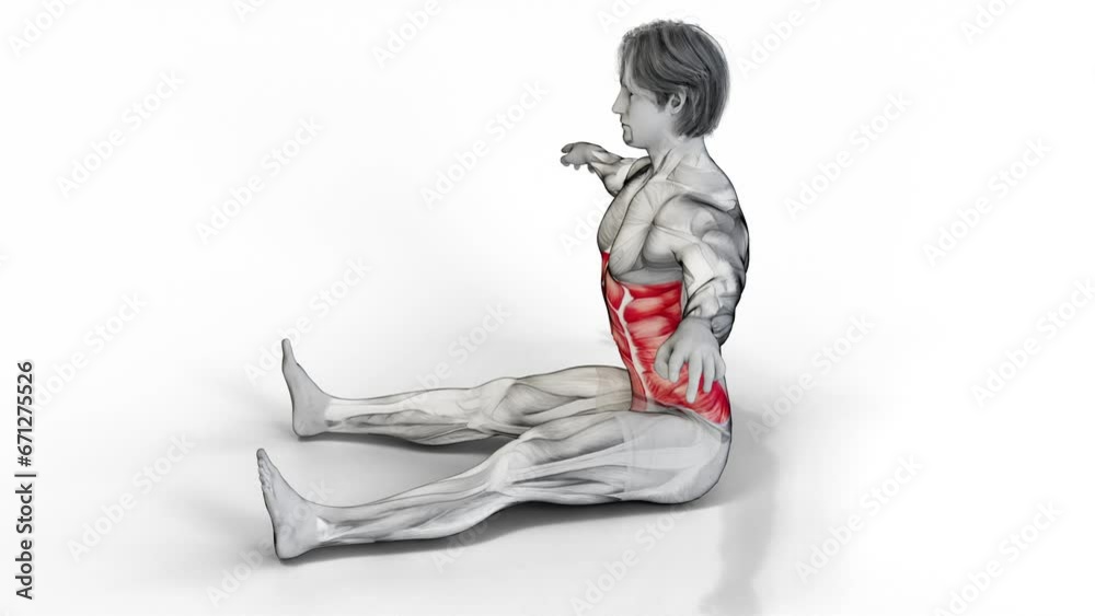 Seated Twist (Straight Arm)-3D (025)- Anatomy of fitness and ...