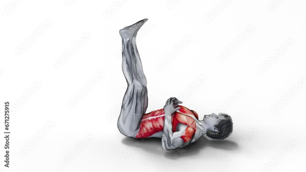 Straight Leg Toe Touch-3D (032)- Anatomy of fitness and bodybuilding ...