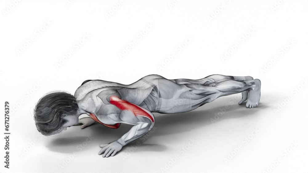 Classic Push-Up-3D (040)- Anatomy of fitness and bodybuilding with ...