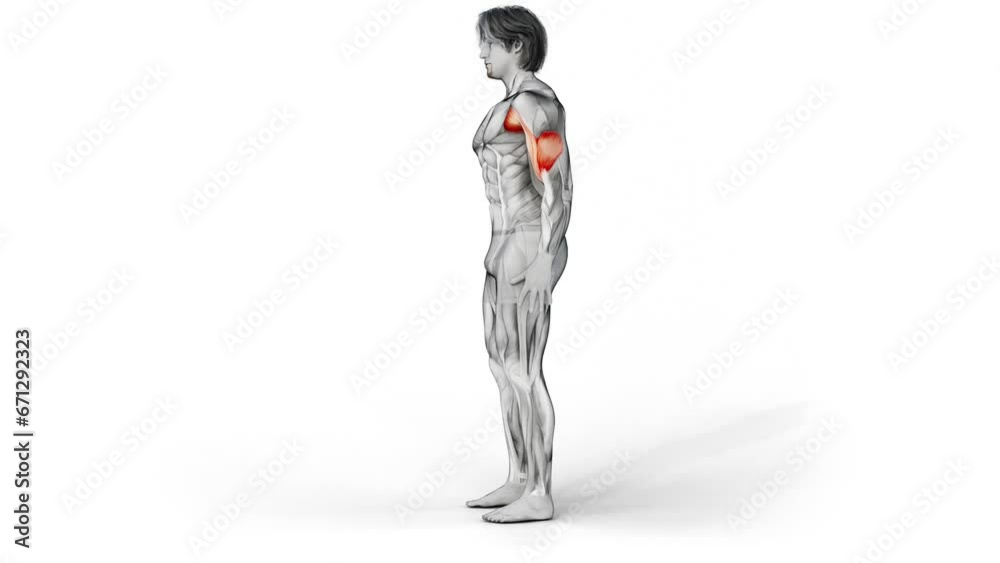 Biceps- Yoga- Downward Dog-3D (320)- Anatomy of fitness and ...