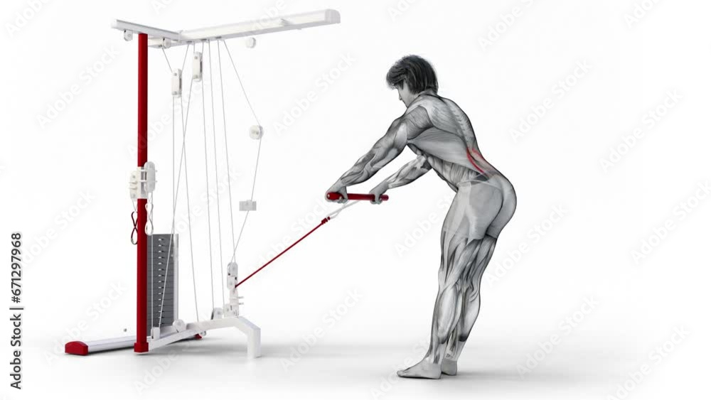 Lower back-Cable Romanian Deadlift-3D (467)- Anatomy of fitness and ...