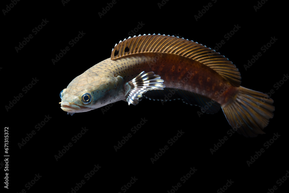 Channa pulchra is a species of snakehead fish in the family Channidae ...