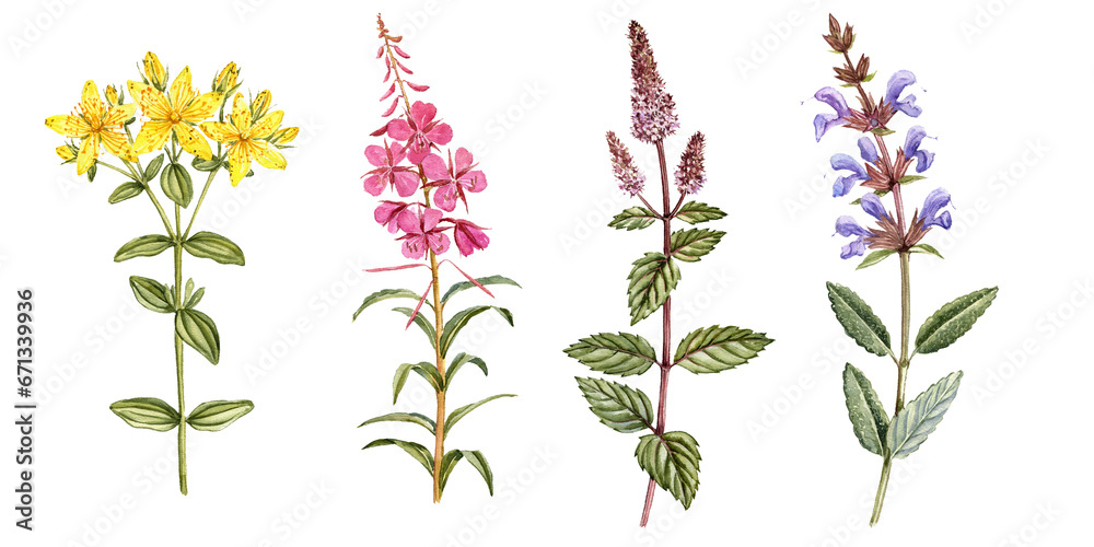 St. John's wort, fireweed, mint and sage, watercolor drawing wild ...
