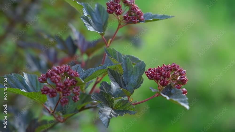 Physocarpus opulifolius with fruits, diabolo ninebark Purple-leaved ...