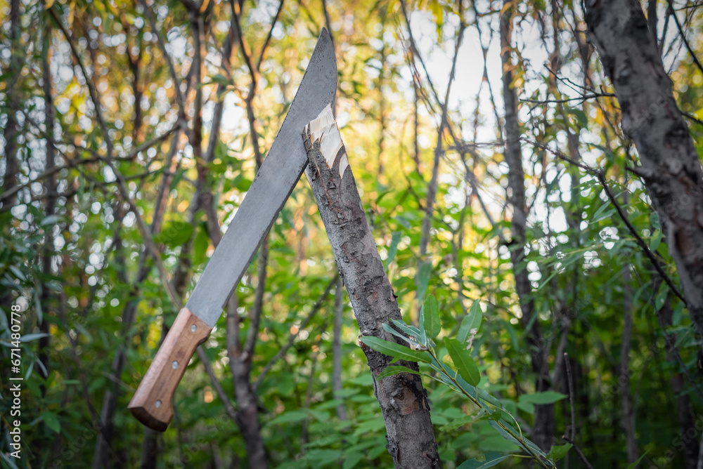 Sharp machete sticking out of a felled tree in the forest close up ...
