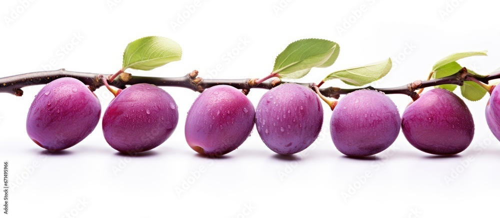 Plump young plums that have ripened on the branches of a plum tree ...