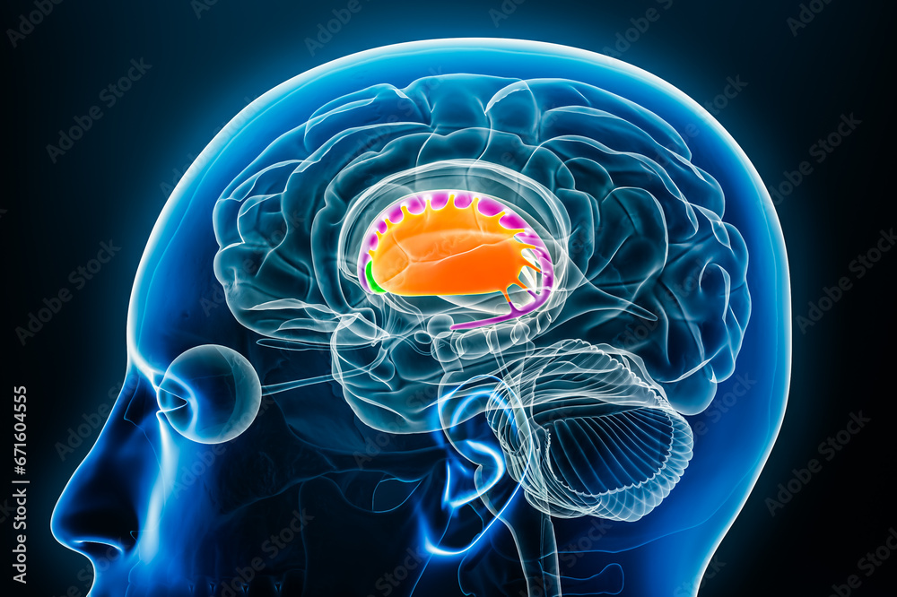 Putamen in orange, nucleus accumbens in green and caudate nucleus in ...