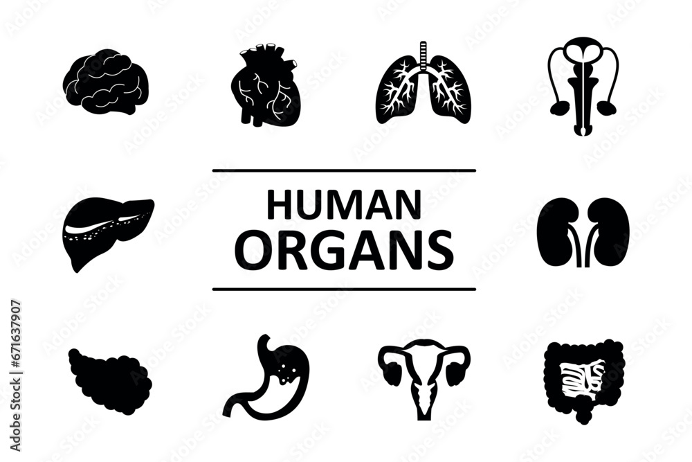 Set of different internal human organs. Collection of human body ...