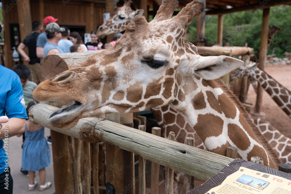 Giraffe sticking out its long black tongue to eat some lettuce from a feeding platform in a zoo ...