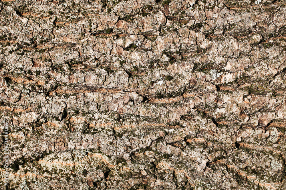 Tree bark texture. Natural wood background. Tree trunk pattern. Tree ...