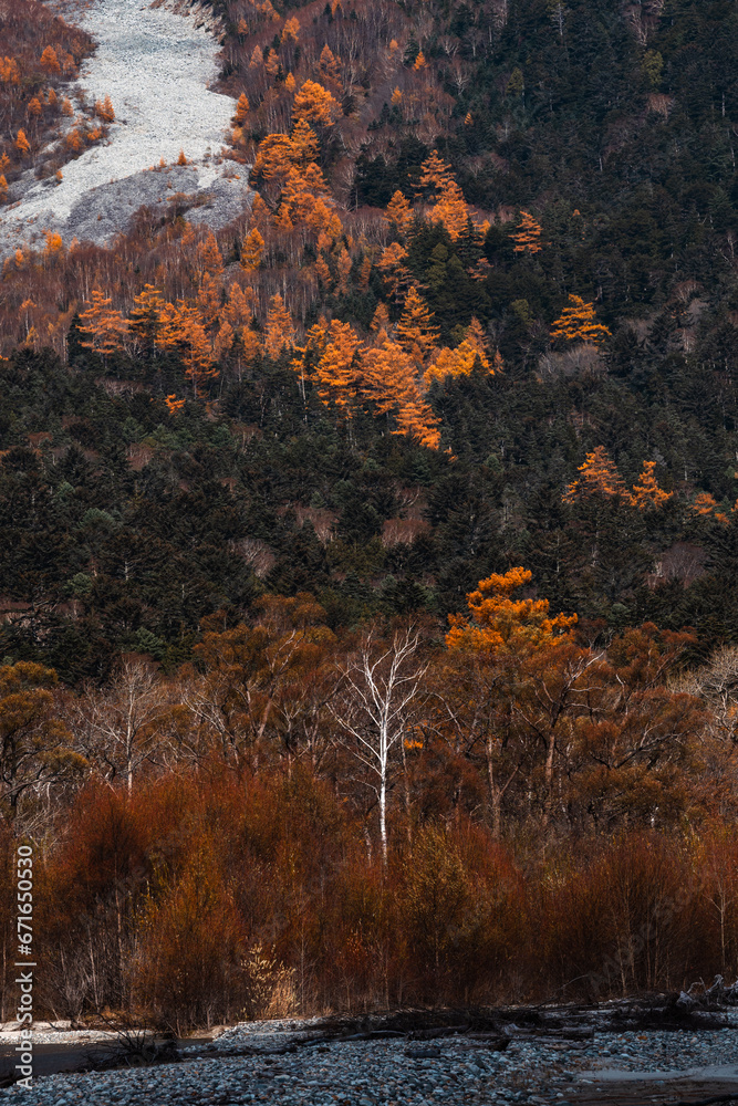 Yellow red pine trees alongside Azusa river and have mount Yake in ...