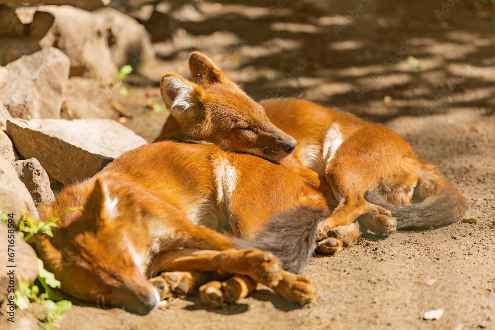 Two sleeping dholes lie near stones in nature on a sunny day. Life of ...