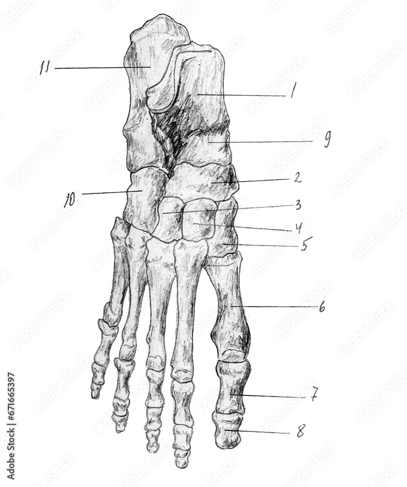 Bones of the right foot (ossa pedis) Stock Illustration | Adobe Stock
