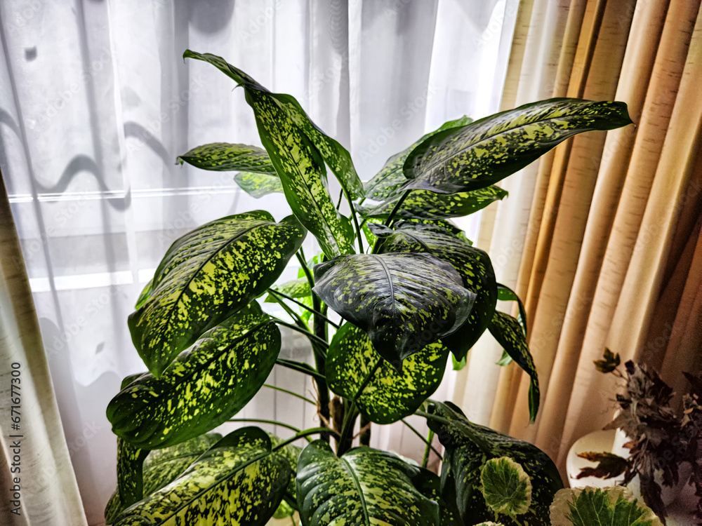 Dieffenbachia plant in a pot by the window with curtains. Interior in ...