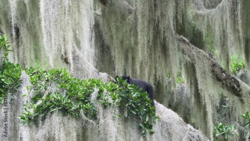spectacled bear, Tremarctos ornatus, native to the forests of the ...