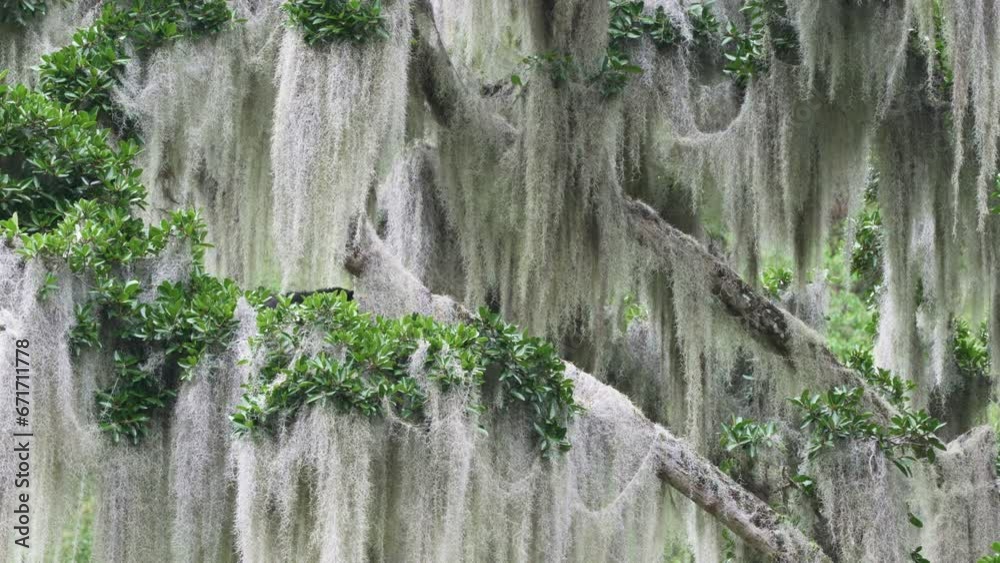 spectacled bear, Tremarctos ornatus, native to the forests of the ...
