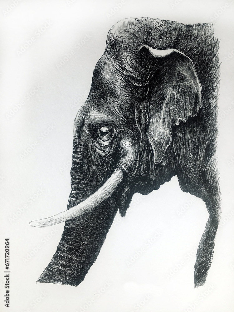 Big african elephant - illustration. A detailed drawing of a lone ...