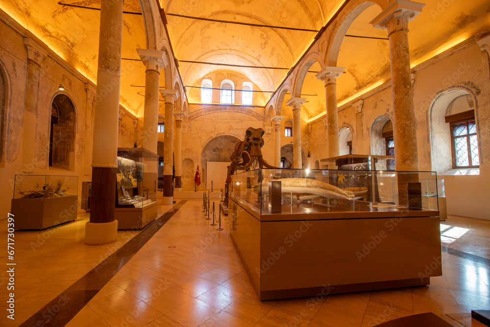 Turkey- Burdur 17 October 2023 natural history museum. The skeleton of ...