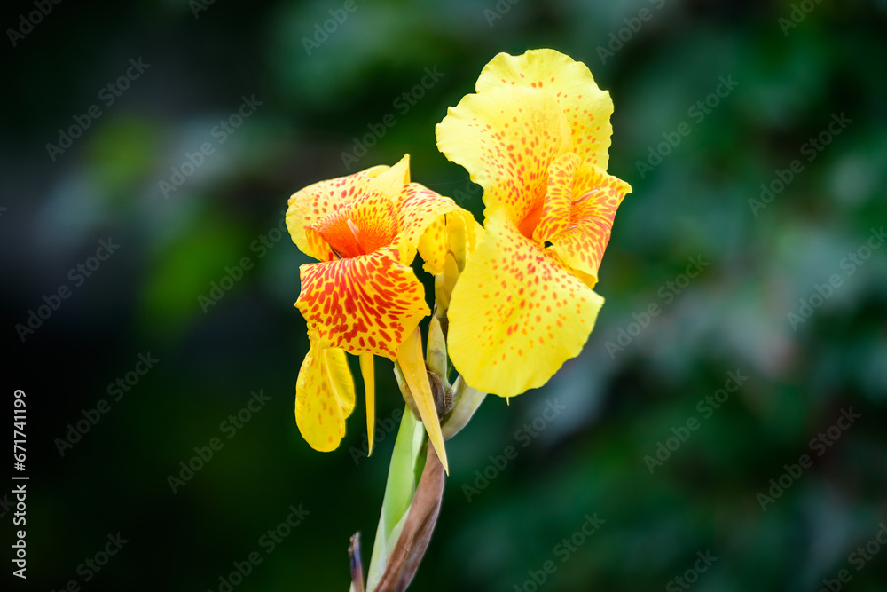 Vivid yellow flowers of Canna indica, commonly known as Indian shot ...