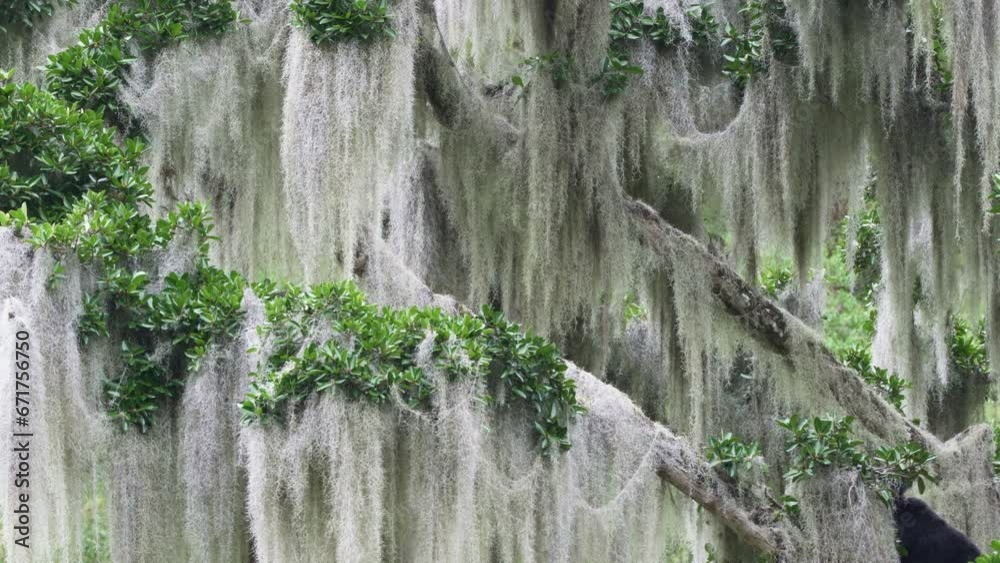 spectacled bear, Tremarctos ornatus, native to the forests of the ...