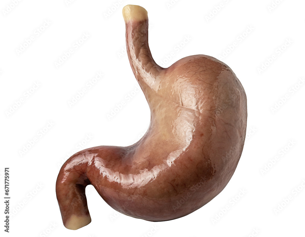 realistic human stomach, internal human organ, human anatomy, isolated ...