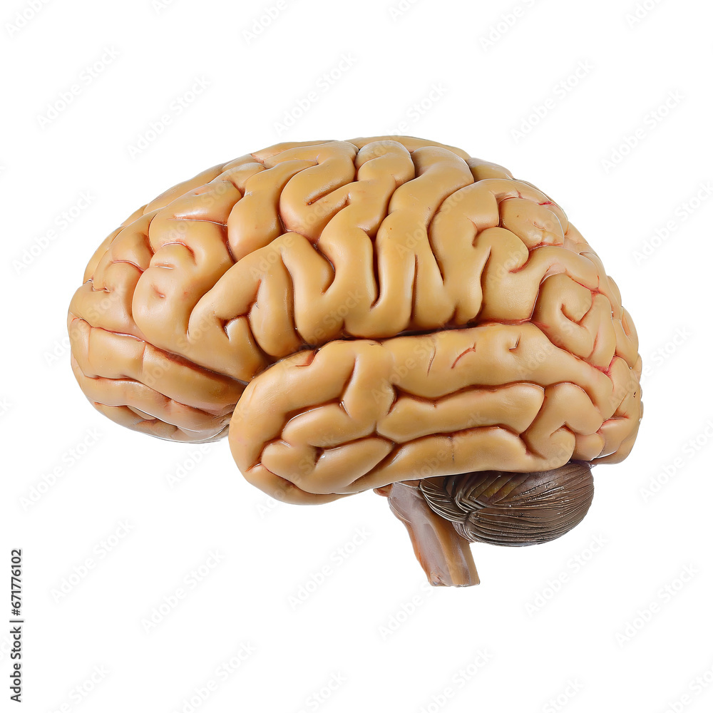 human brain isolated on a transparent background. PNG, cutout, or ...