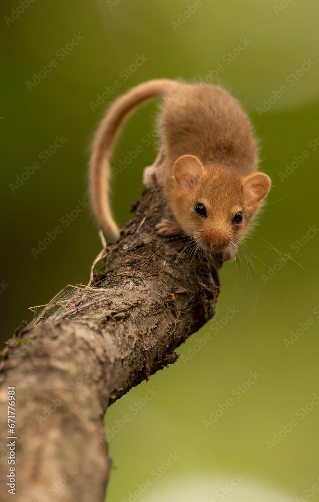 Cute hazel dormouse in depth of the forest Stock Photo | Adobe Stock