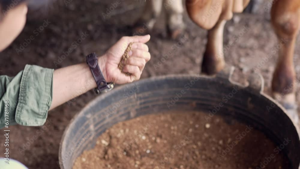 Selective focus hand, Animal husbandry checking quality food grain for ...