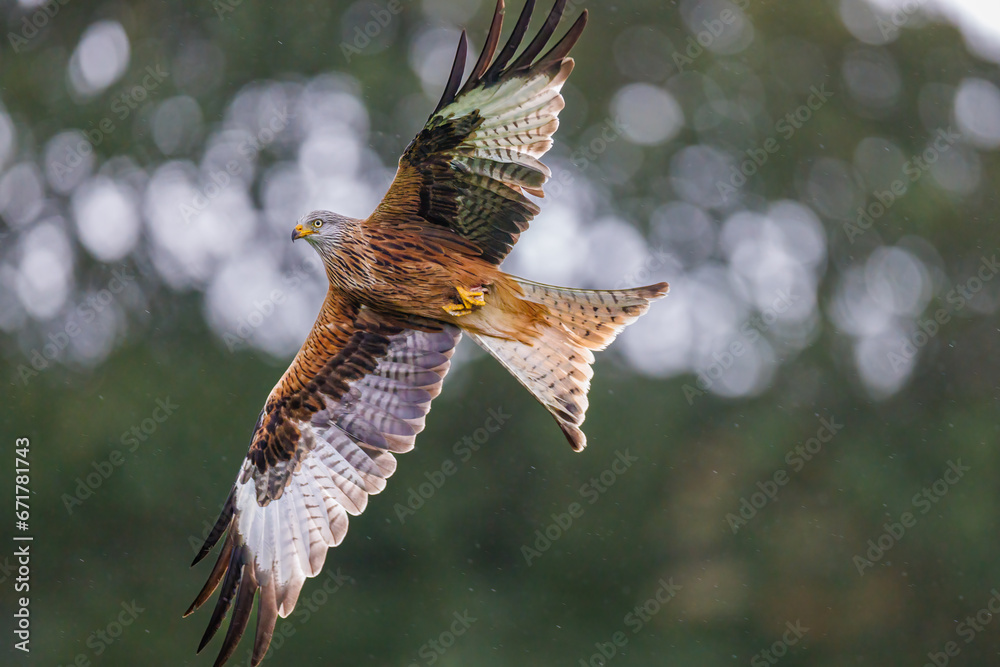 A Red Kite, a majestic scavenger bird of prey, hunts for food in the ...