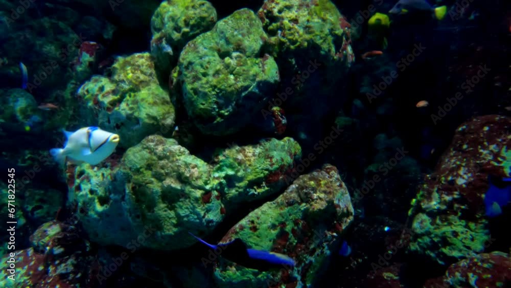 Cherub Pygmy or Asfur Angelfish swimming in the ocean with triggerfish ...