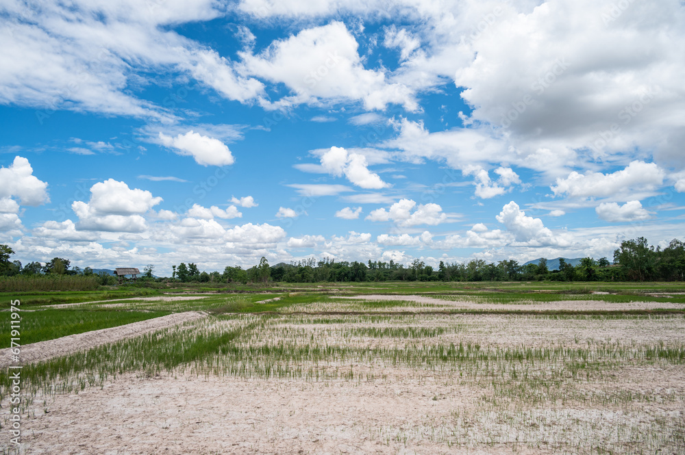 Cracked soil surface of rice field in rural Thailand. During dry ...