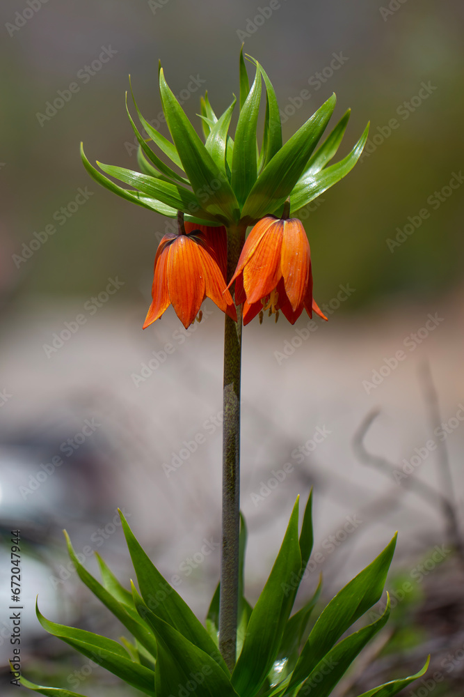 Turkish mountains in the skirts of the opposite lilies. Inverted lilies ...