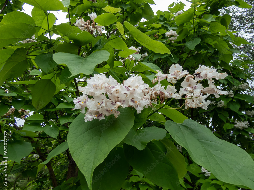 Northern Catalpa (Catalpa speciosa) with large, heart-shaped leaves ...