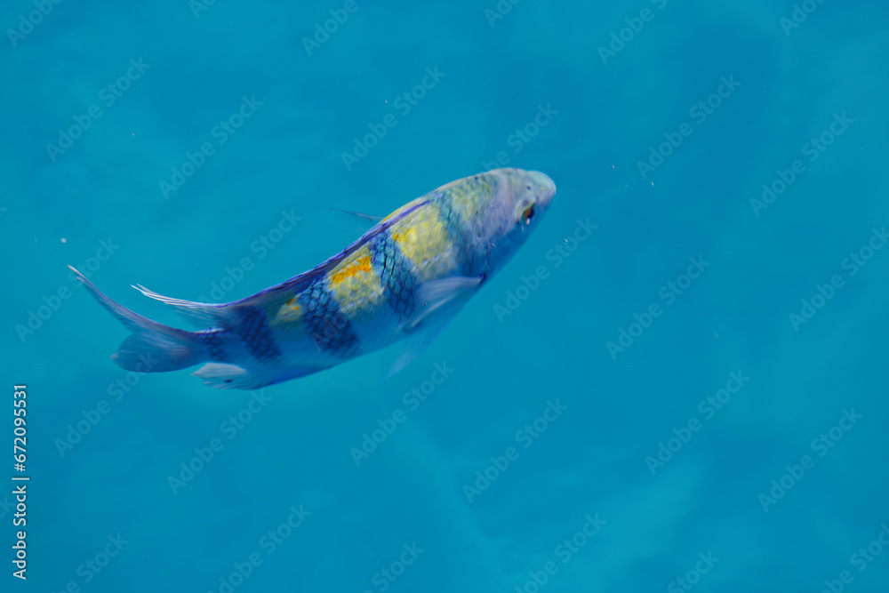 Selective focus of Blue tropical striped fish swims blue transparent ...