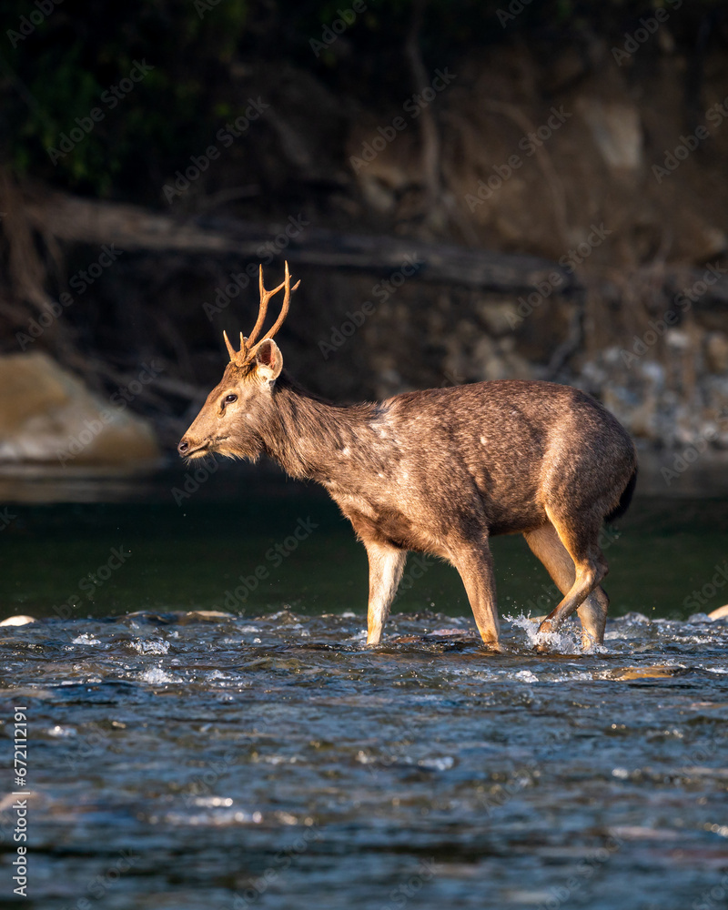 alert male sambar deer or rusa unicolor side profile walking in fast ...
