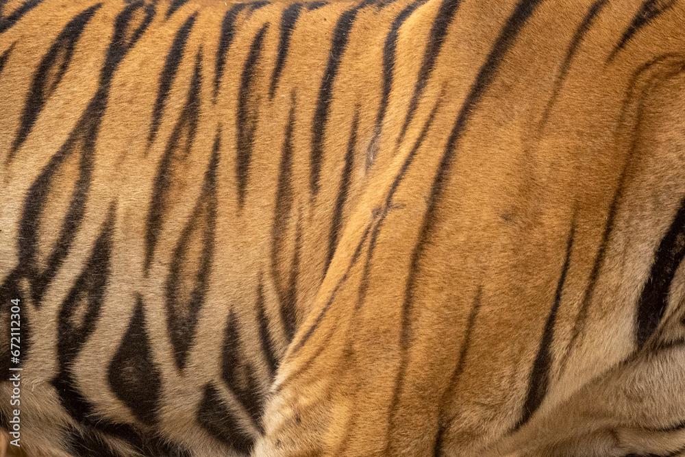 wild bengal male tiger or panthera tigris side profile skin stripes ...