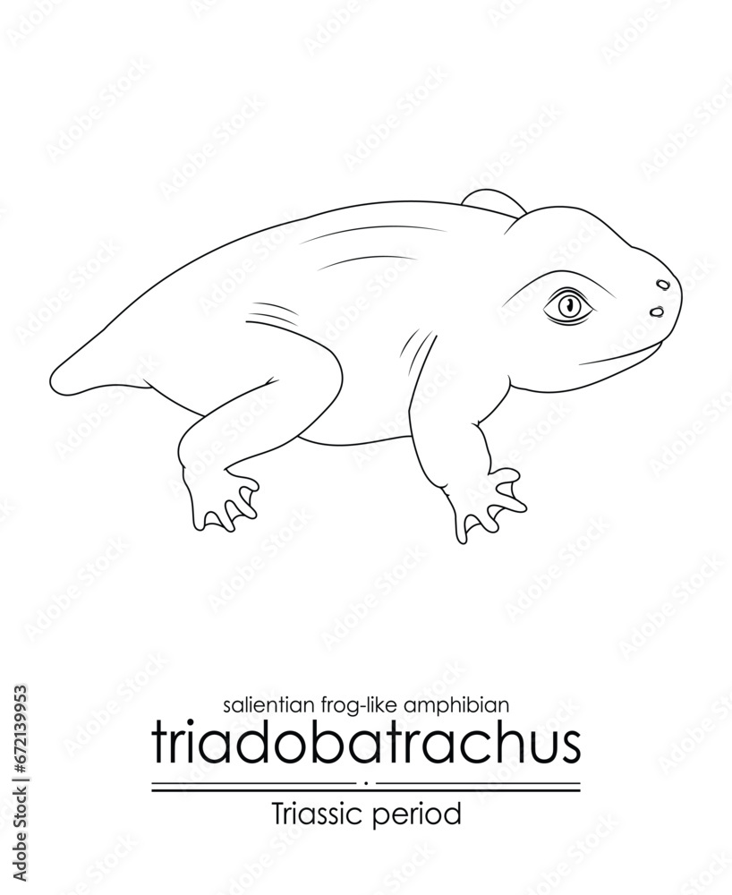 Prehistoric salientian frog-like amphibian Triadobatrachus, a Triassic ...