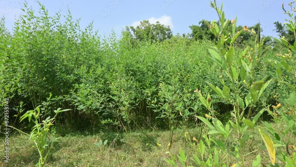 Pigeon pea crop with flowers. Pigeon pea plant in floral stage. Its ...