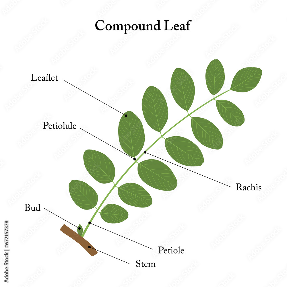 Compound leaf. Labeled diagram. Stock Illustration | Adobe Stock Compound leaf. Labeled diagram. Stock Illustration | Adobe Stock