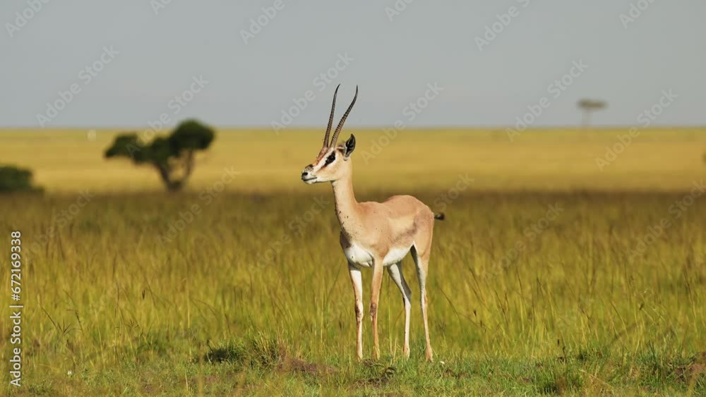 Slow Motion Shot of Gazelle in savannah savanna with standing still ...