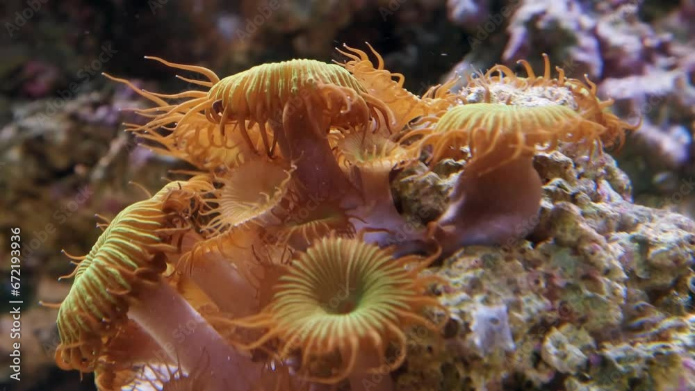 In extreme close-up, the seabed's residents come to life—a vibrant ...