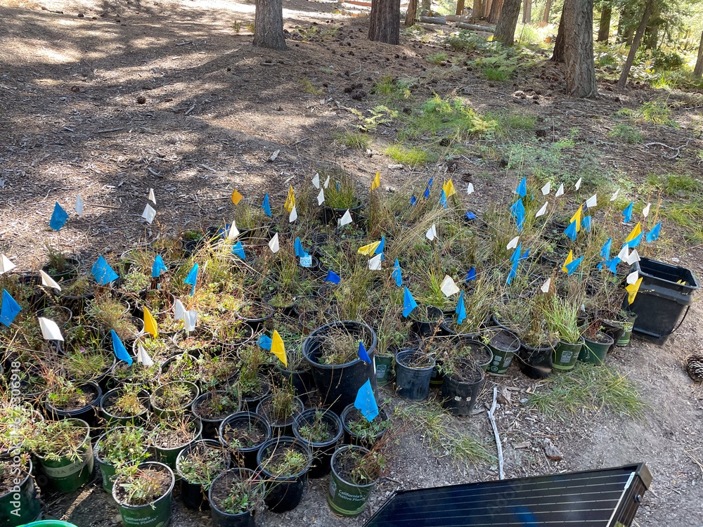Protected Endangered Plants called Bird Footed Checker Bloom are ...