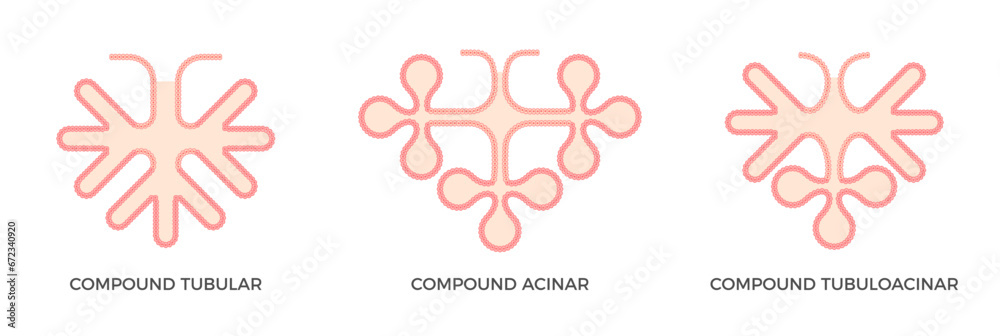 Glandular epithelium. Epithelial tissue types. Compound tubular, acinar ...